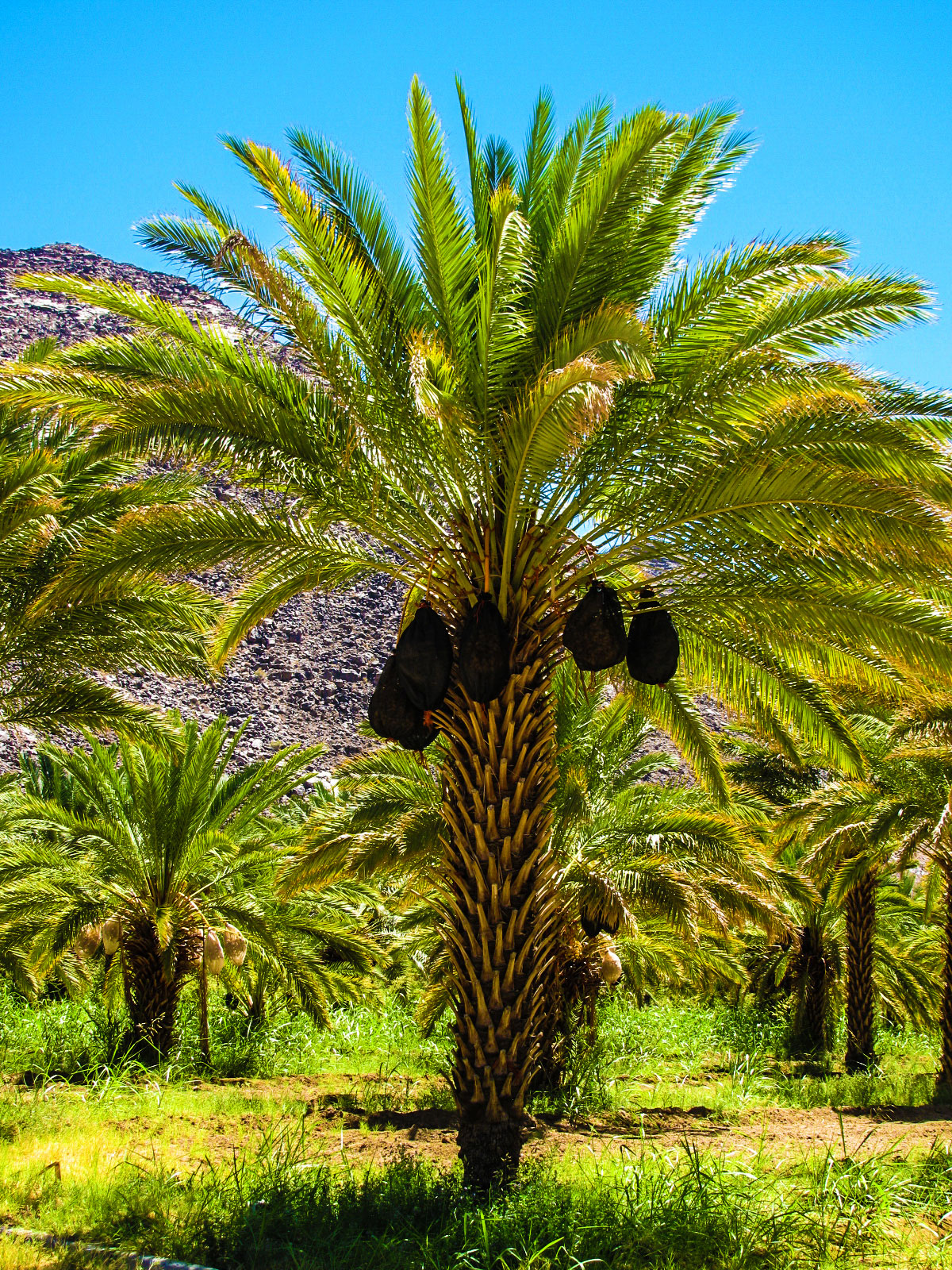 Henkries Dates - Agri Plaza Northern Cape