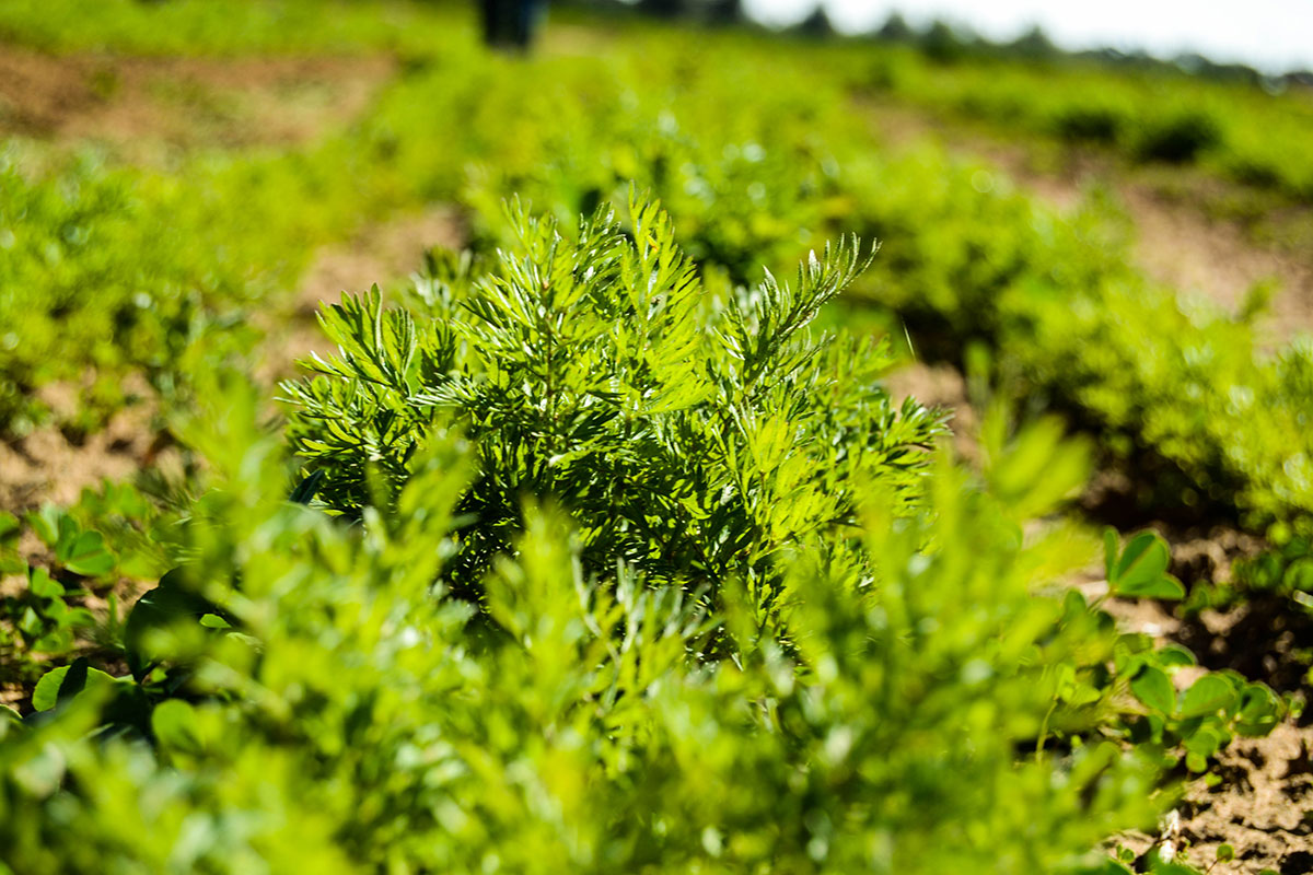Manyeding Agricultural Cooperative - Villagers harvest twice as much ...